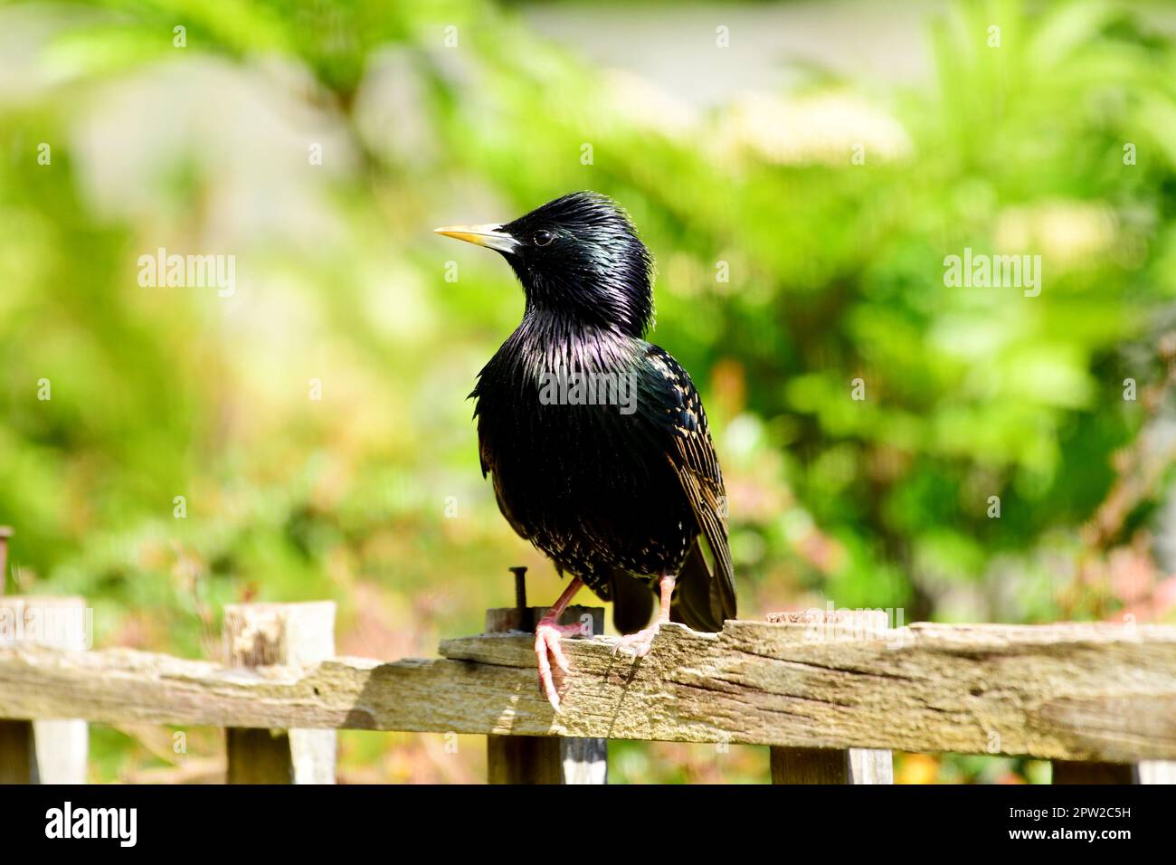 Starlings wings hi-res stock photography and images - Alamy