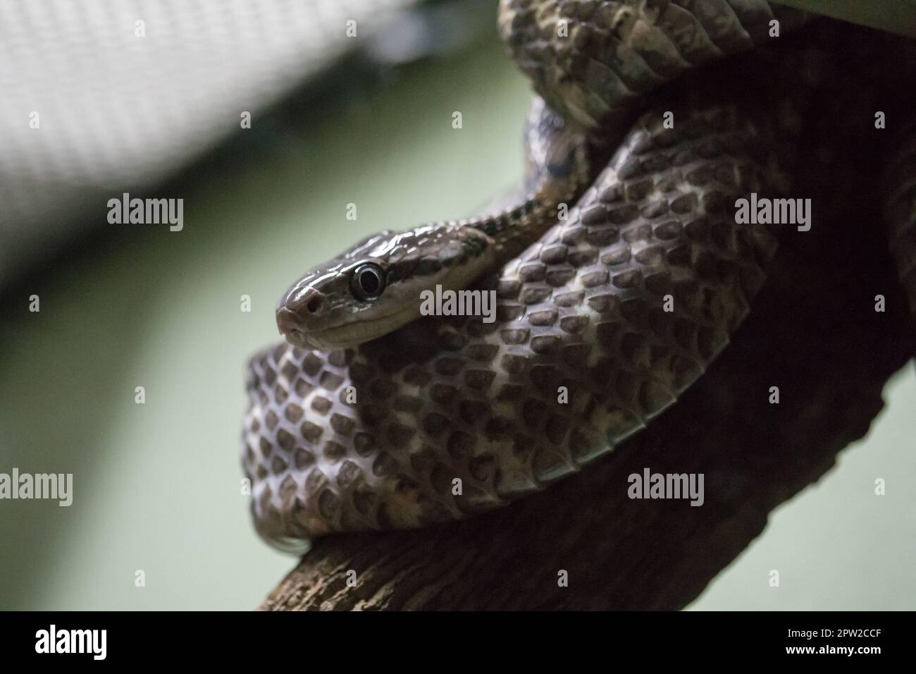 A snake on a tree To blend in with nature Stock Photo - Alamy