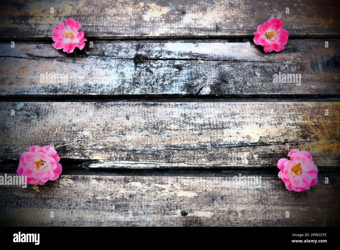 Buds of spray pink terry roses on a wooden background. Four beautiful ...