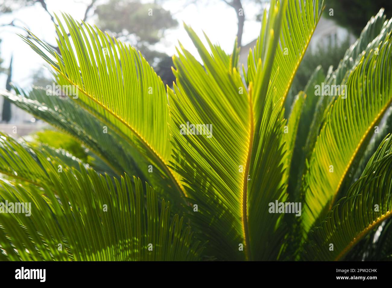 Palm leaves texture with shadow and light. Palm leaves of bright green ...