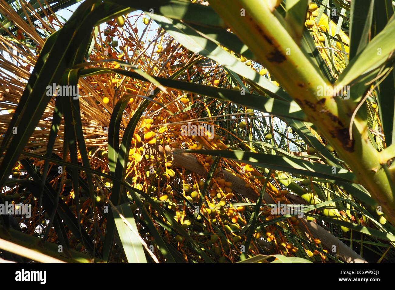 Date palm Phoenix, Date Phoenix is a genus of plants in the Arecaceae ...