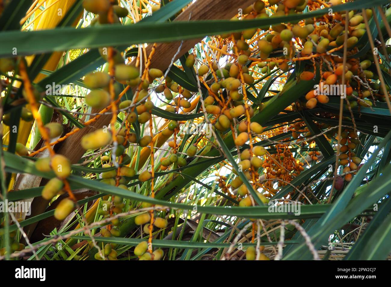 Date palm Phoenix, Date Phoenix is a genus of plants in the Arecaceae ...