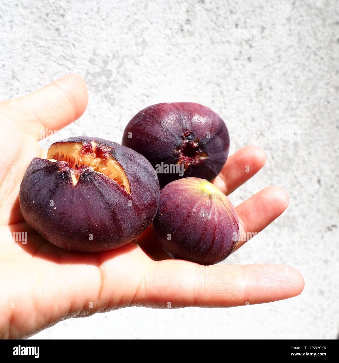 Fig or fig tree, or common fig tree, or Ficus carica is a subtropical ...