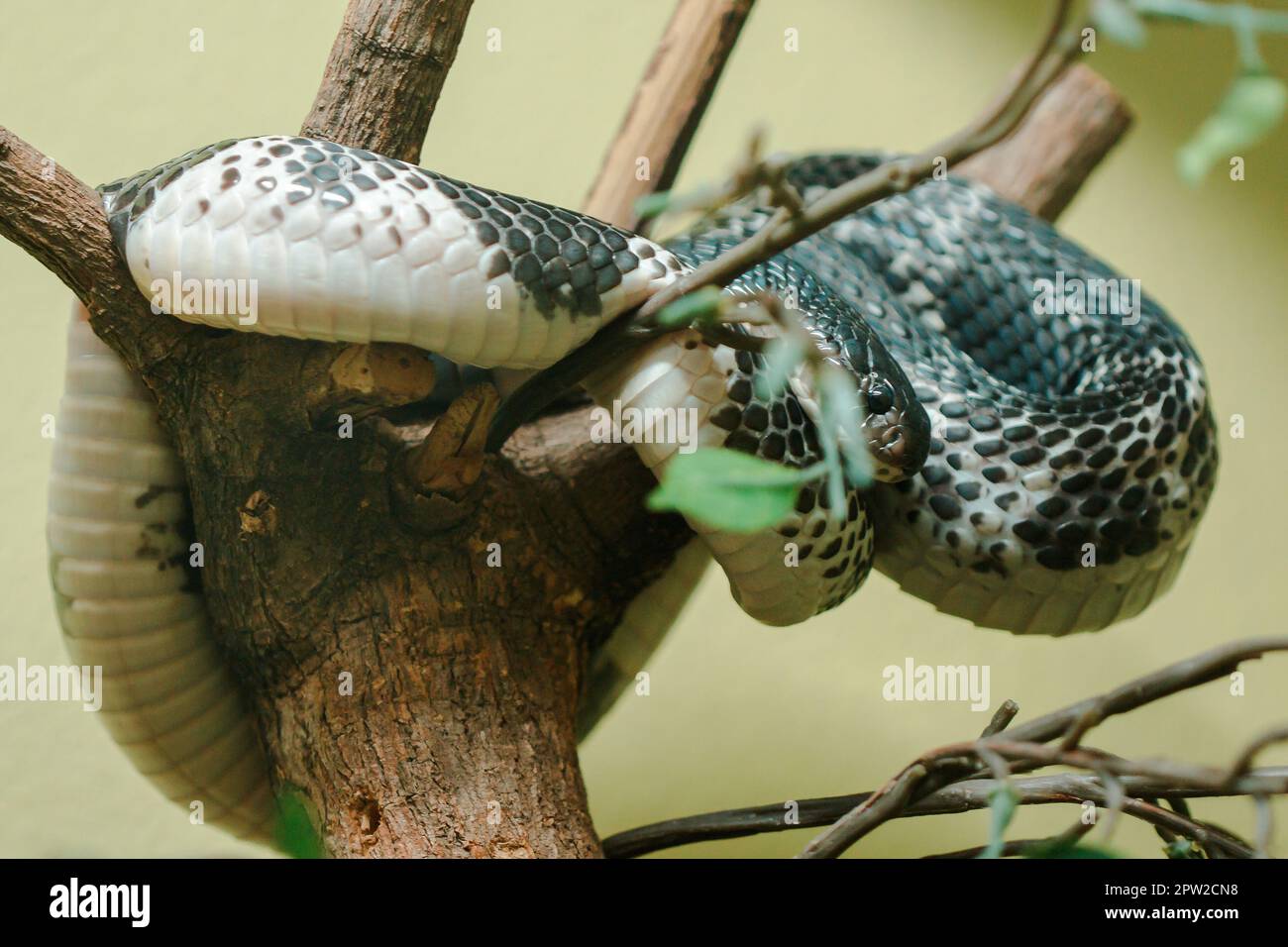 Naja siamensis is on the branch. Is a cobra that can spray poison Which ...
