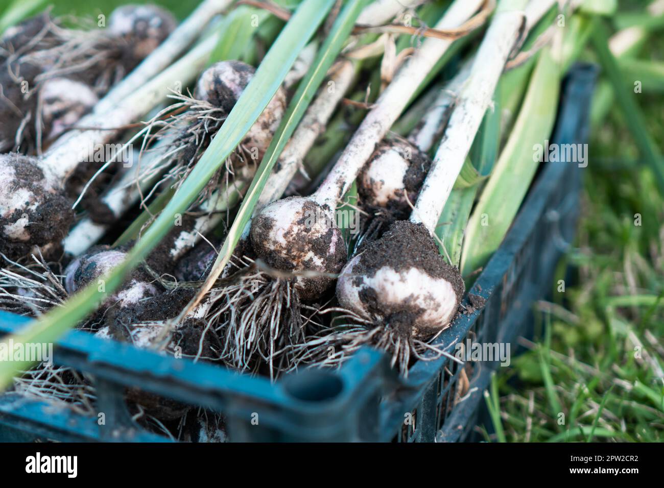 Close-up of blue plastic box full of fresh unwashed dirty heads of ...