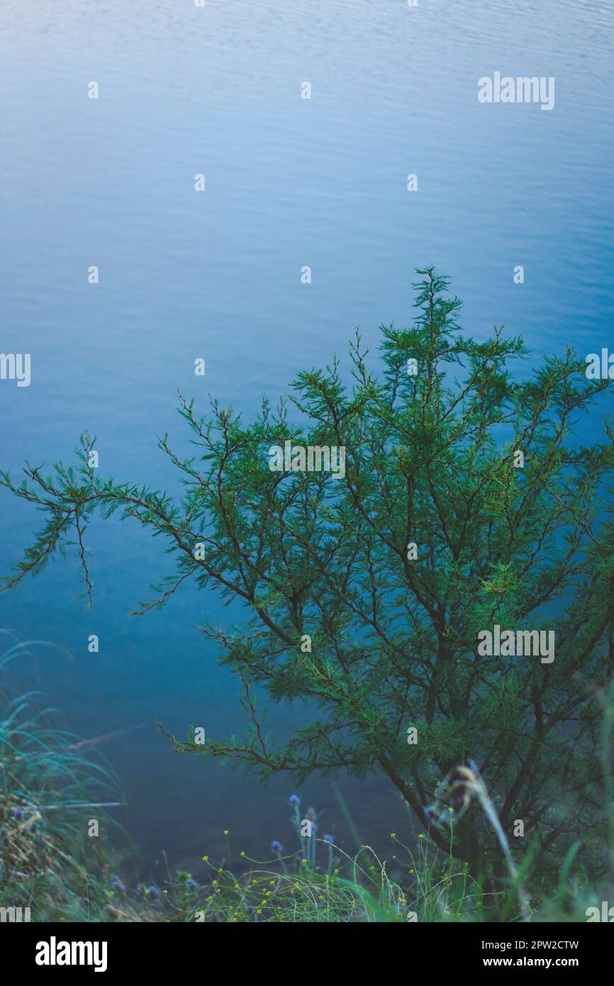 Spiny needle bush (Vachellia farnesiana) on the shores of a lake in San ...