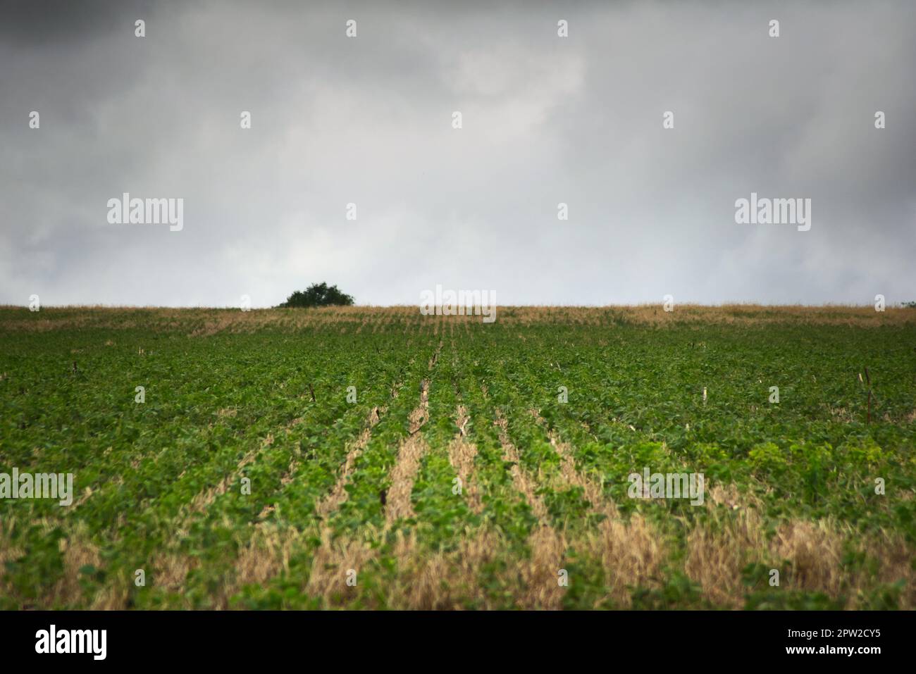 Soybean field on cloudy hi-res stock photography and images - Alamy