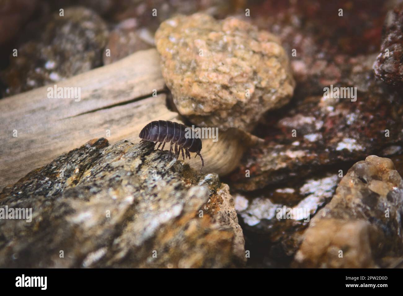 Pill bug armadillidium vulgare hi-res stock photography and images - Alamy