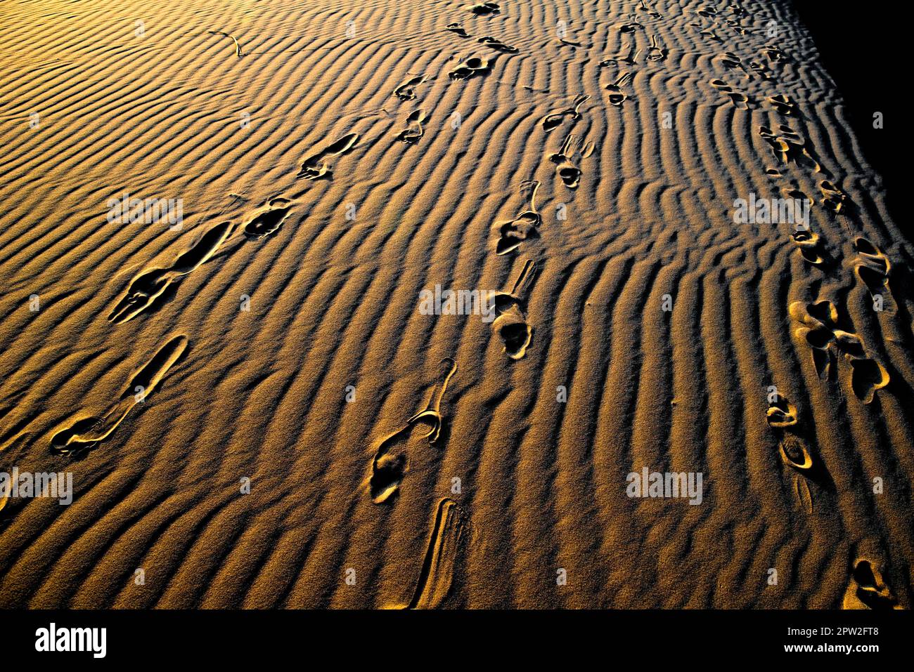 Footprints in a sand dune in the oblique light of the sun, Gobi Desert, Mongolia, Central Asia ...