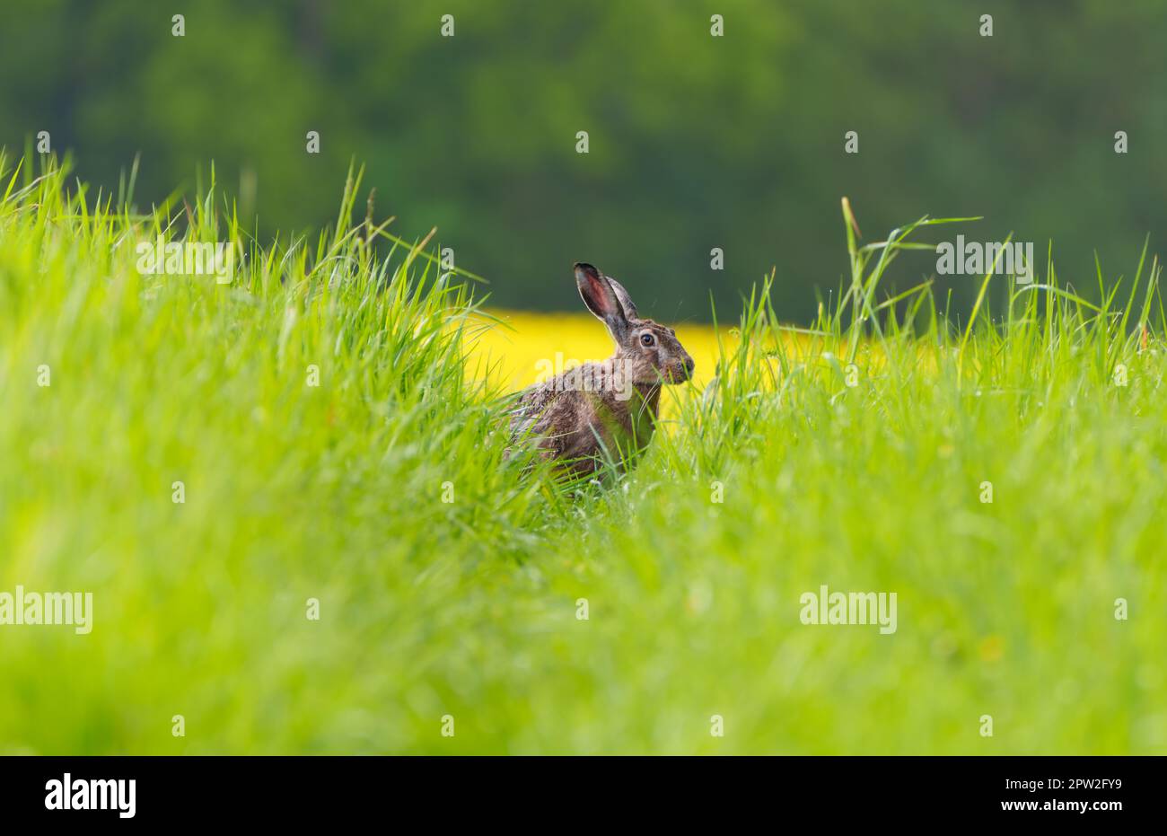 Wild brown hare, lepus europaeus, looking with alerted ears on a green ...
