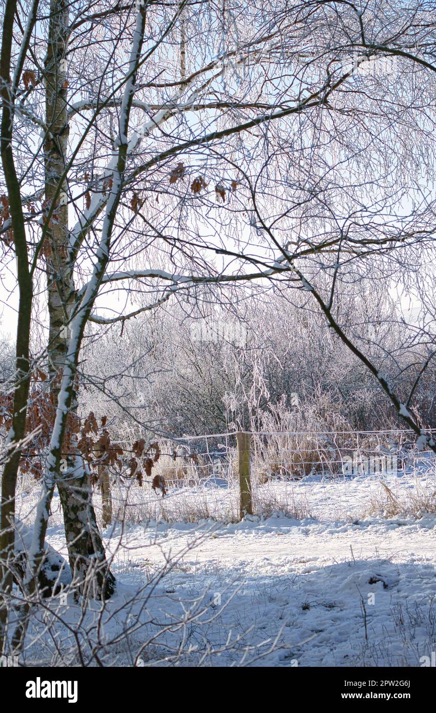 snowy birch forest on the outskirts of Berlin. Frost forms ice crystals ...