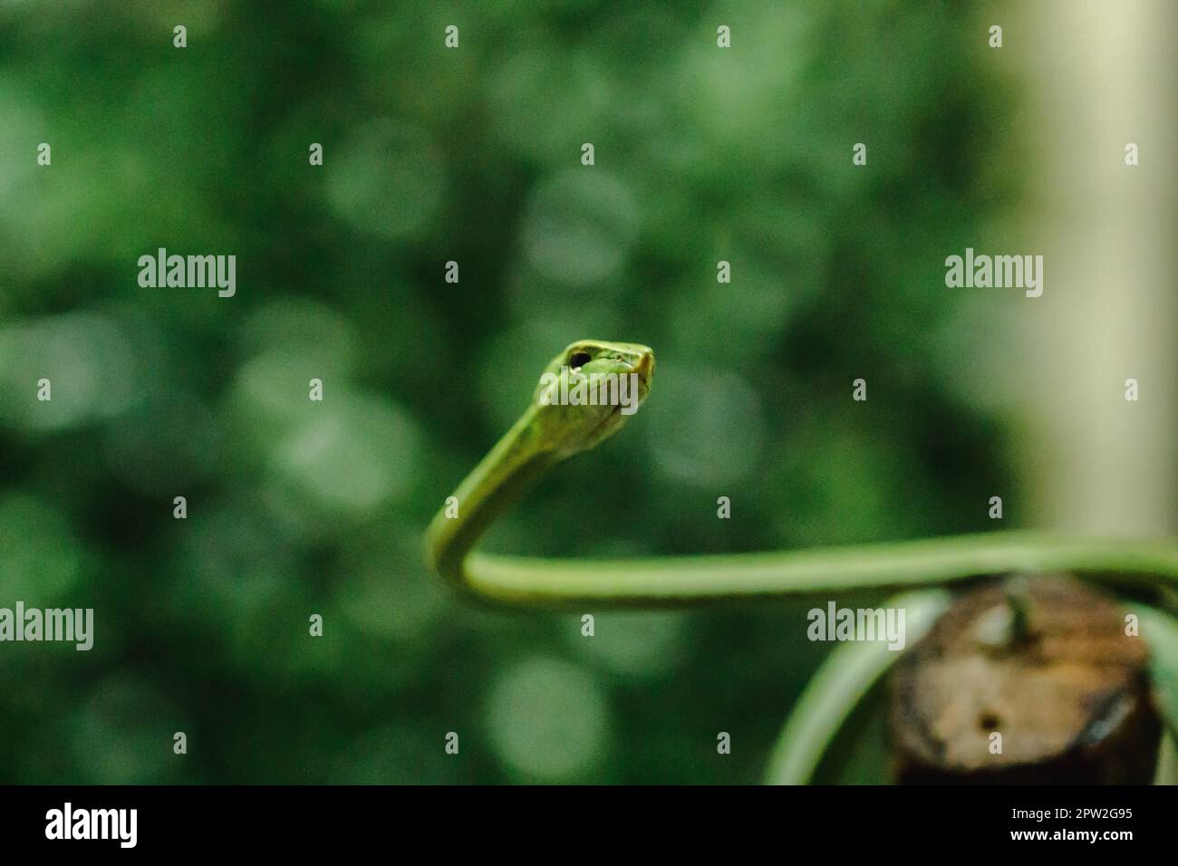 Long-nosed whip snake is a kind of poisonous snake Living most of the ...