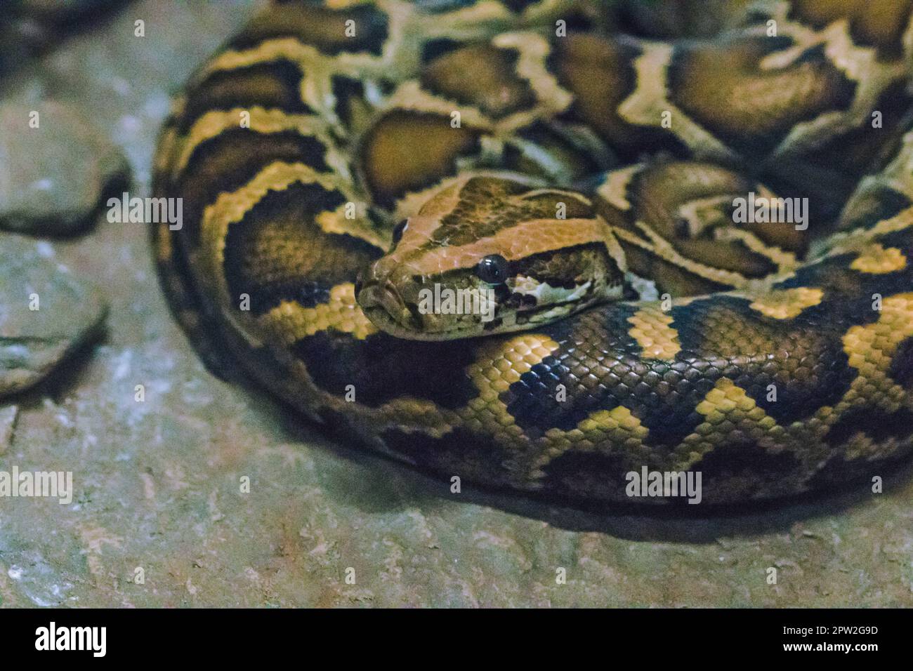Python bivittatus is a large, poisonous snake, one of the six largest ...