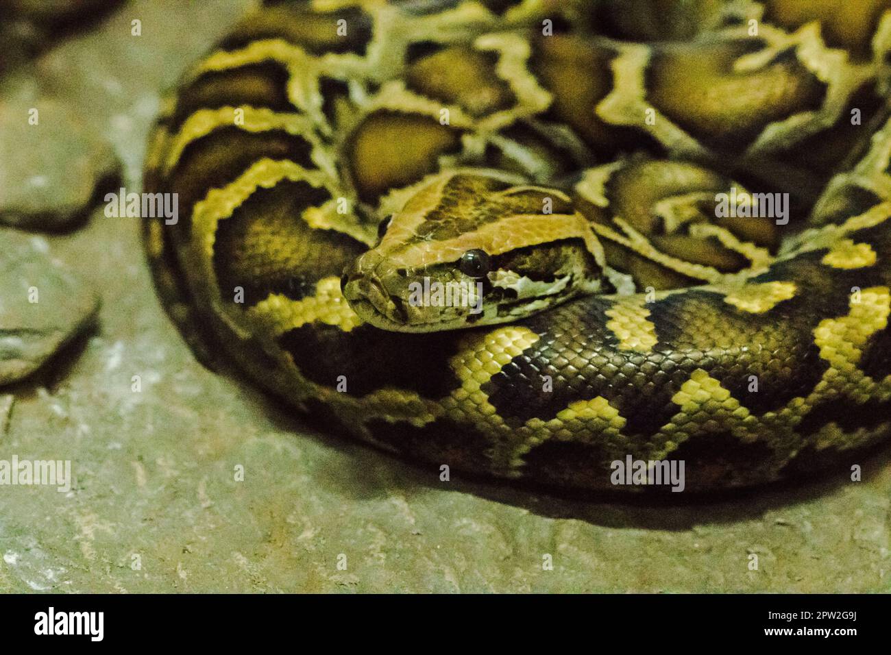 Python bivittatus is a large, poisonous snake, one of the six largest ...