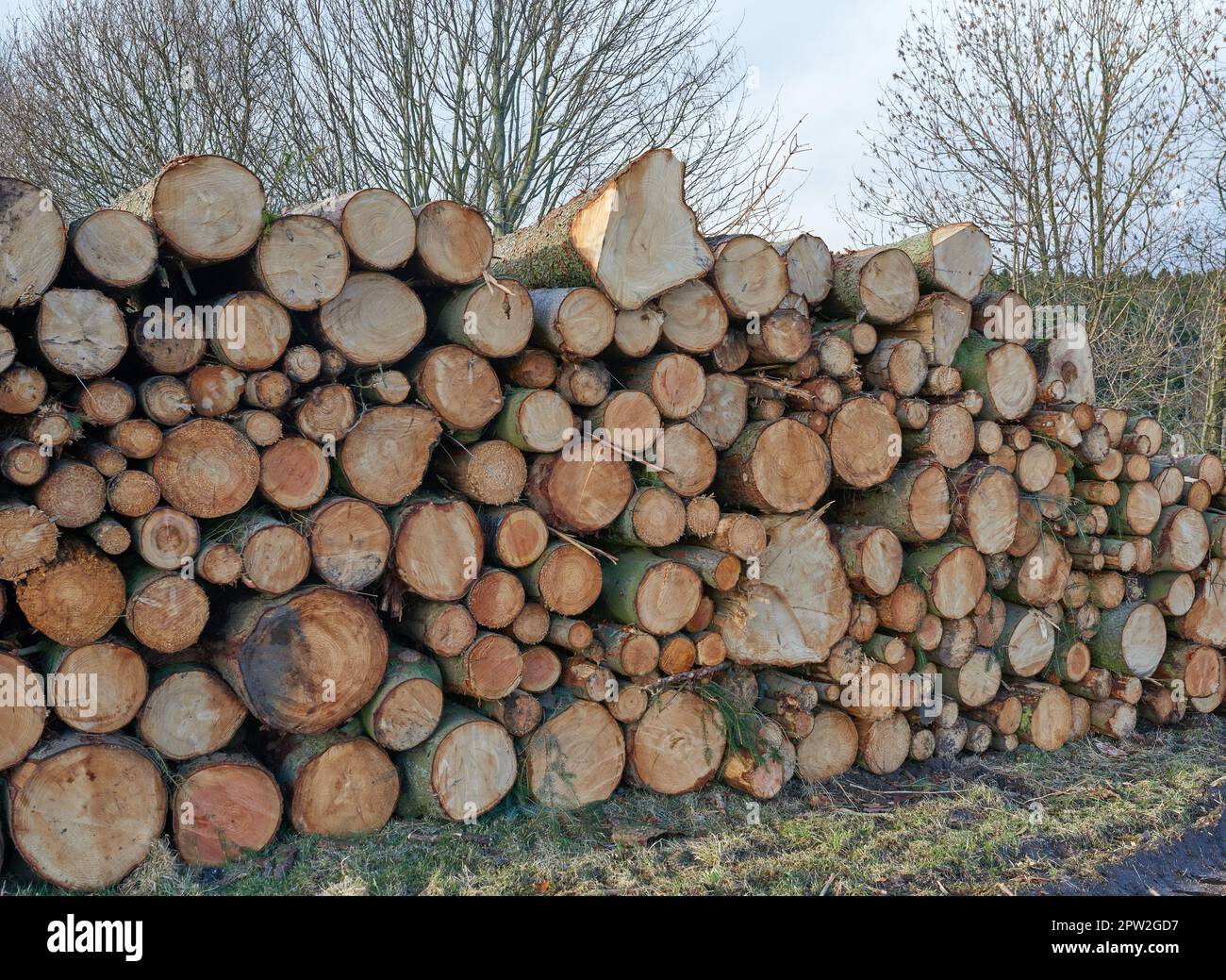 Tree logs from the forest in a pile. Closeup of brown wooden texture ...