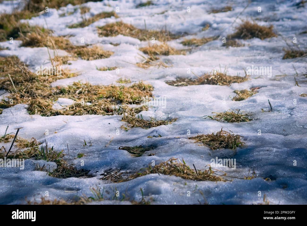Snowy ground with patches of dry grass. Texture background Stock Photo ...
