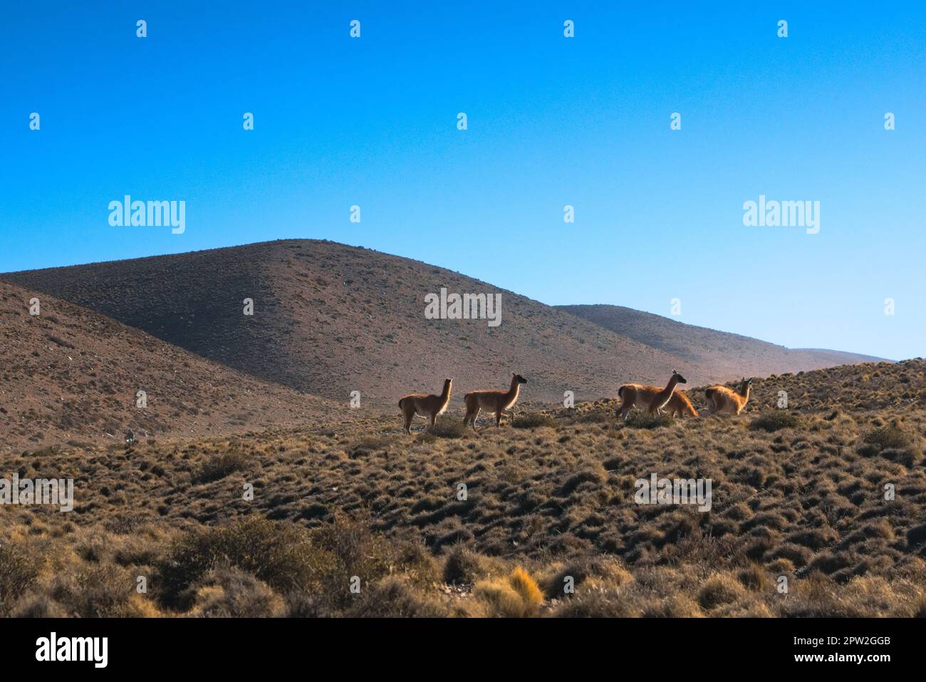 Herd of guanacos (Lama guanicoe) spotted in the steppes of ...