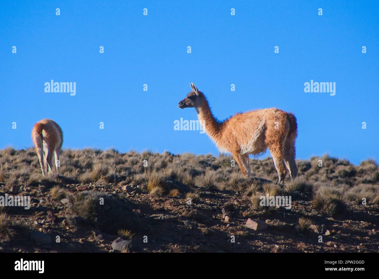 Two guanacos (Lama guanicoe) spotted in the steppes of Villavicencio natural reserve, in Mendoza ...