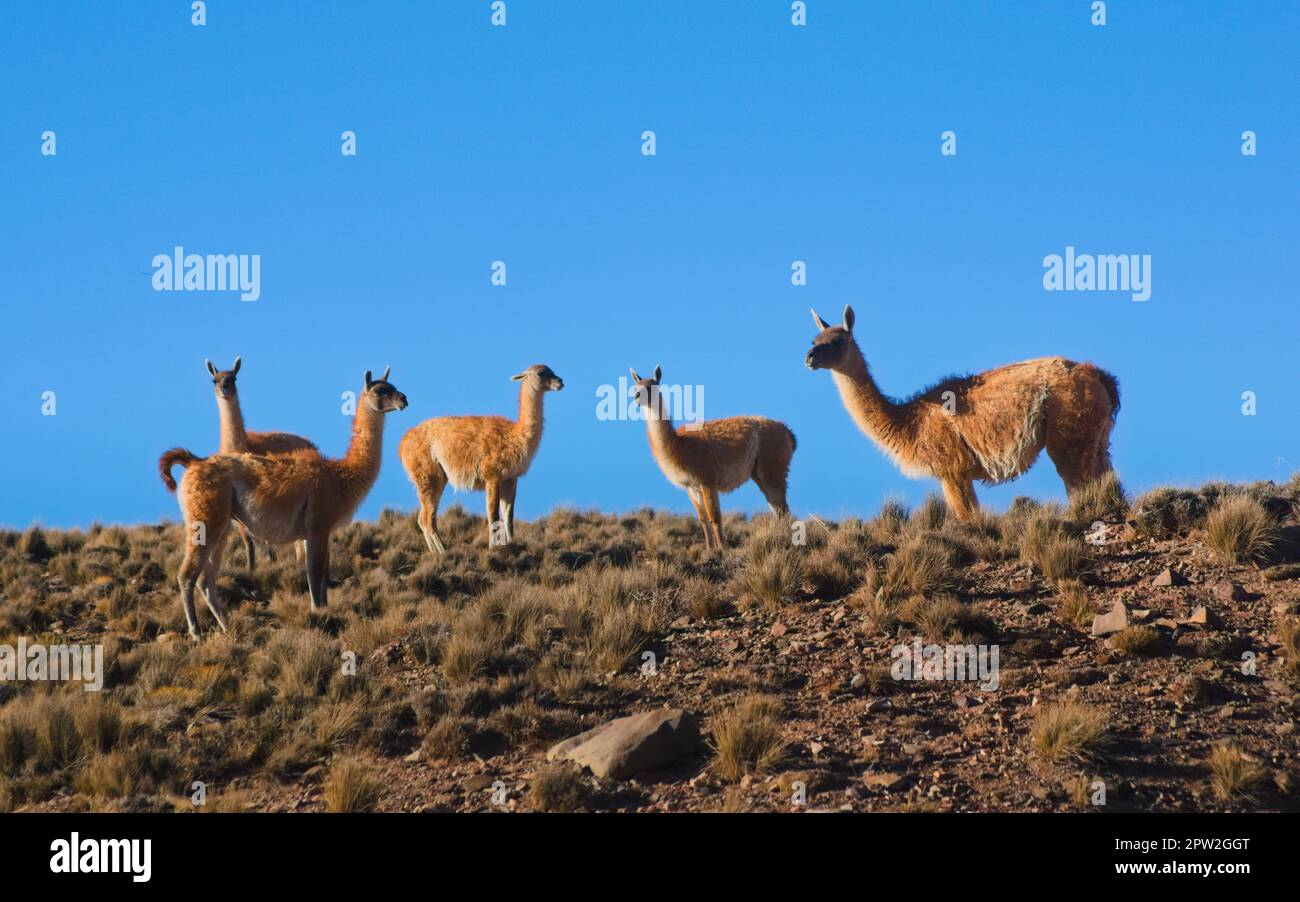 Herd of guanacos (Lama guanicoe) spotted in the steppes of ...