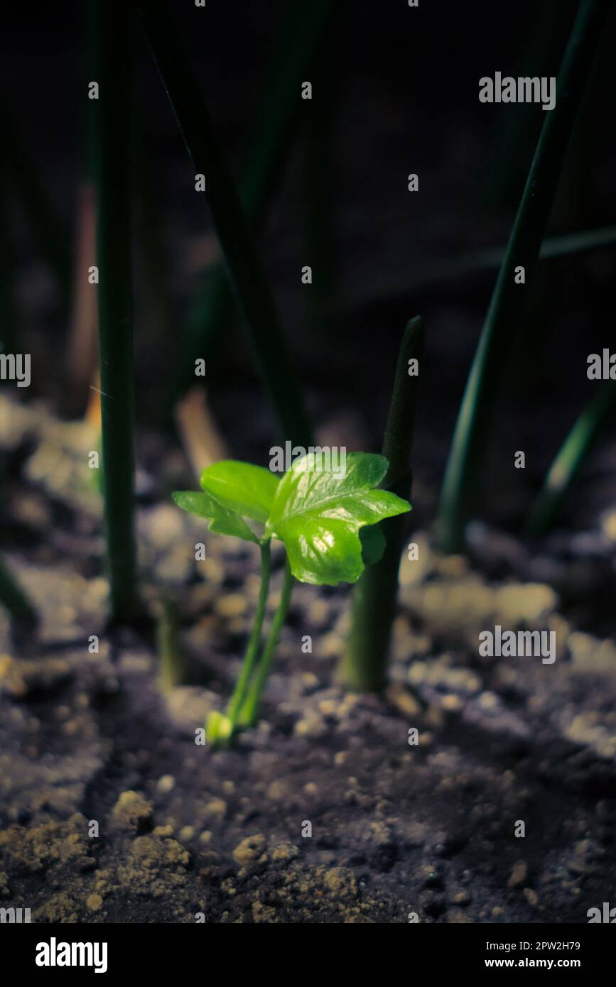 Small green sprout reaching for light. Hope, resilience concept Stock ...