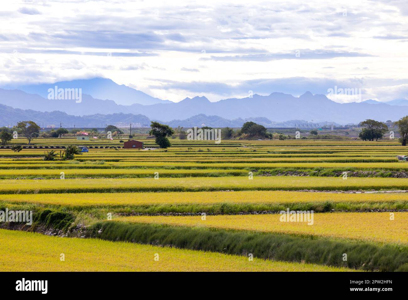 Ripe yellow rice field in Taiwan Stock Photo - Alamy