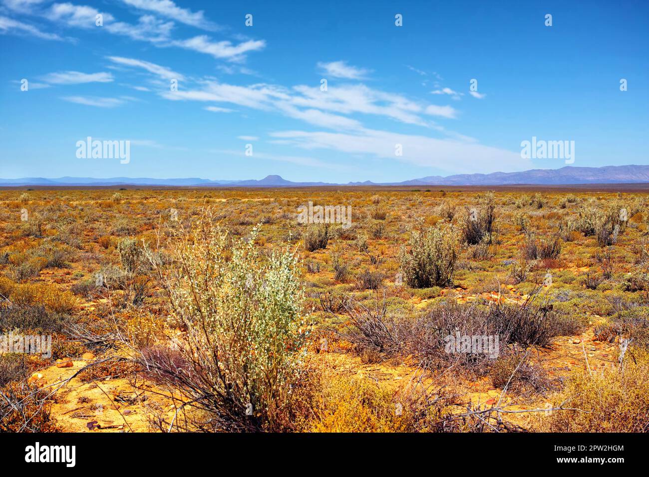 Fynbos living hi-res stock photography and images - Alamy