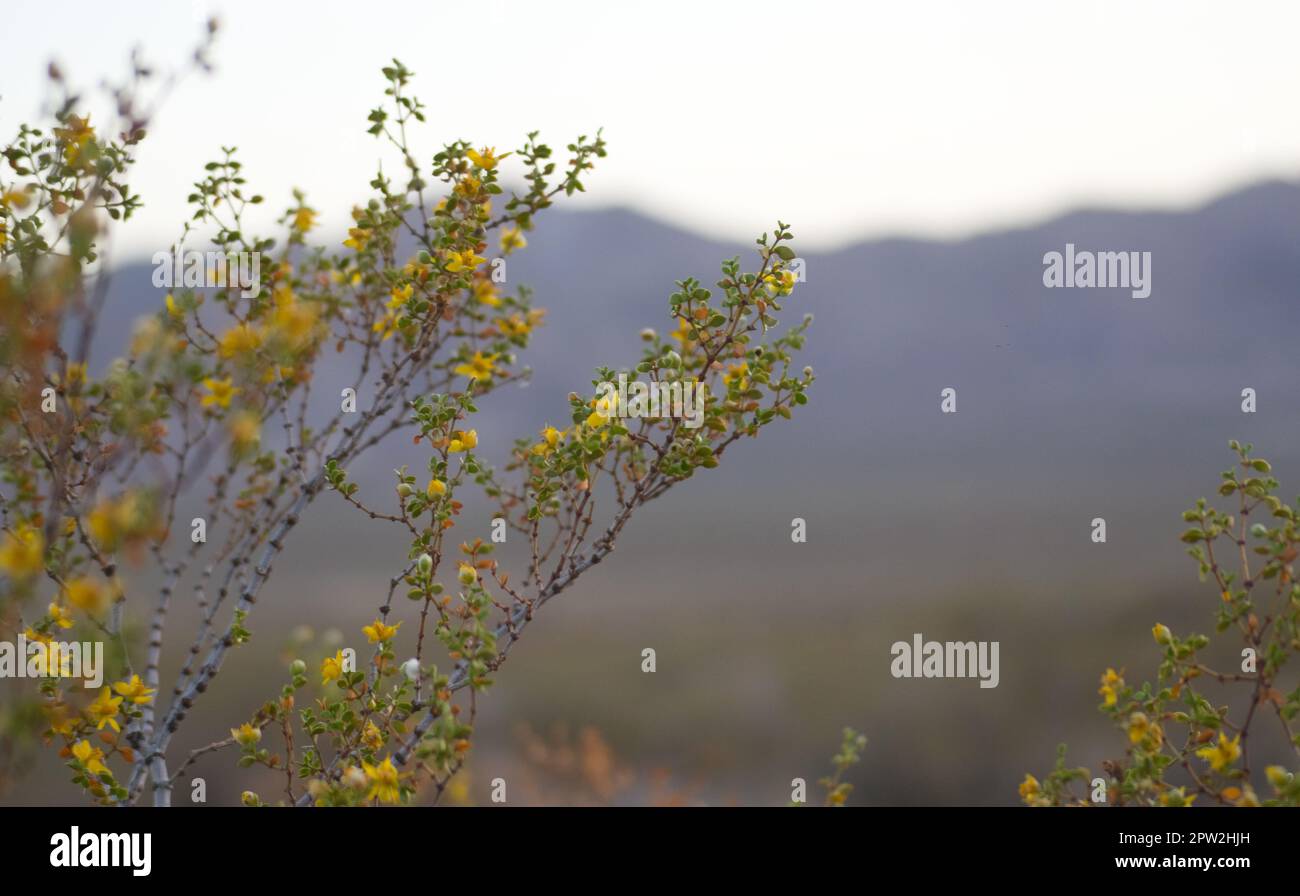 Plant of Jarilla (Larrea divaricata) in bloom near Uspallata, Mendoza ...
