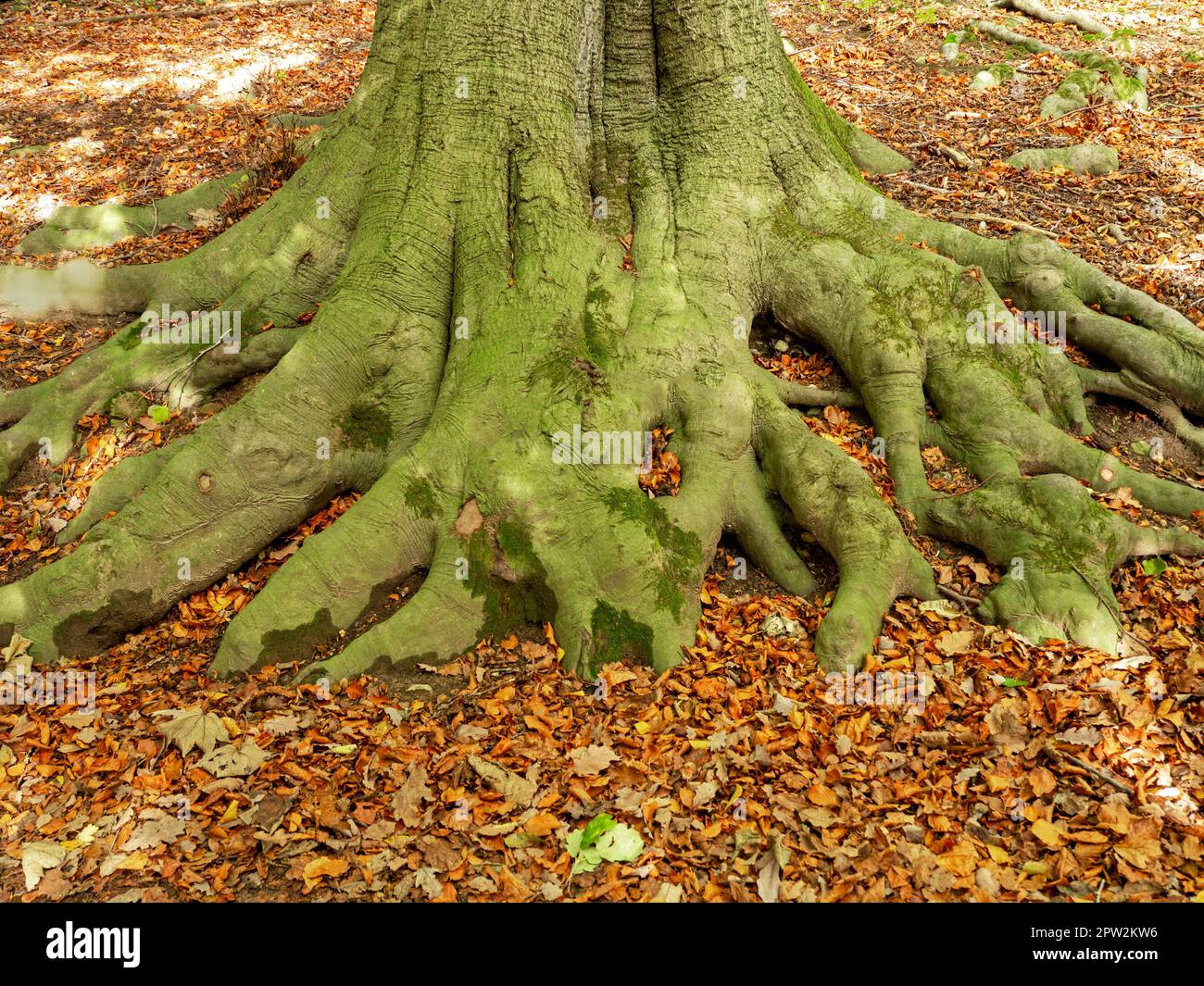 Oak tree roots and fallen leaves on a woodland fall with frost in ...