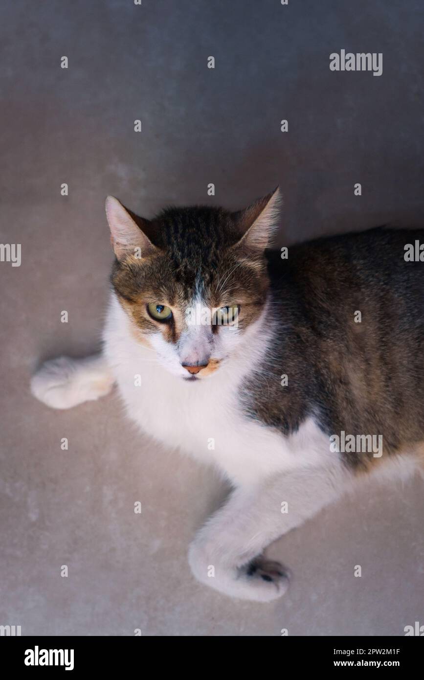 Gorgeous tabby, mixed breed young cat. Studio portrait. Top down view ...