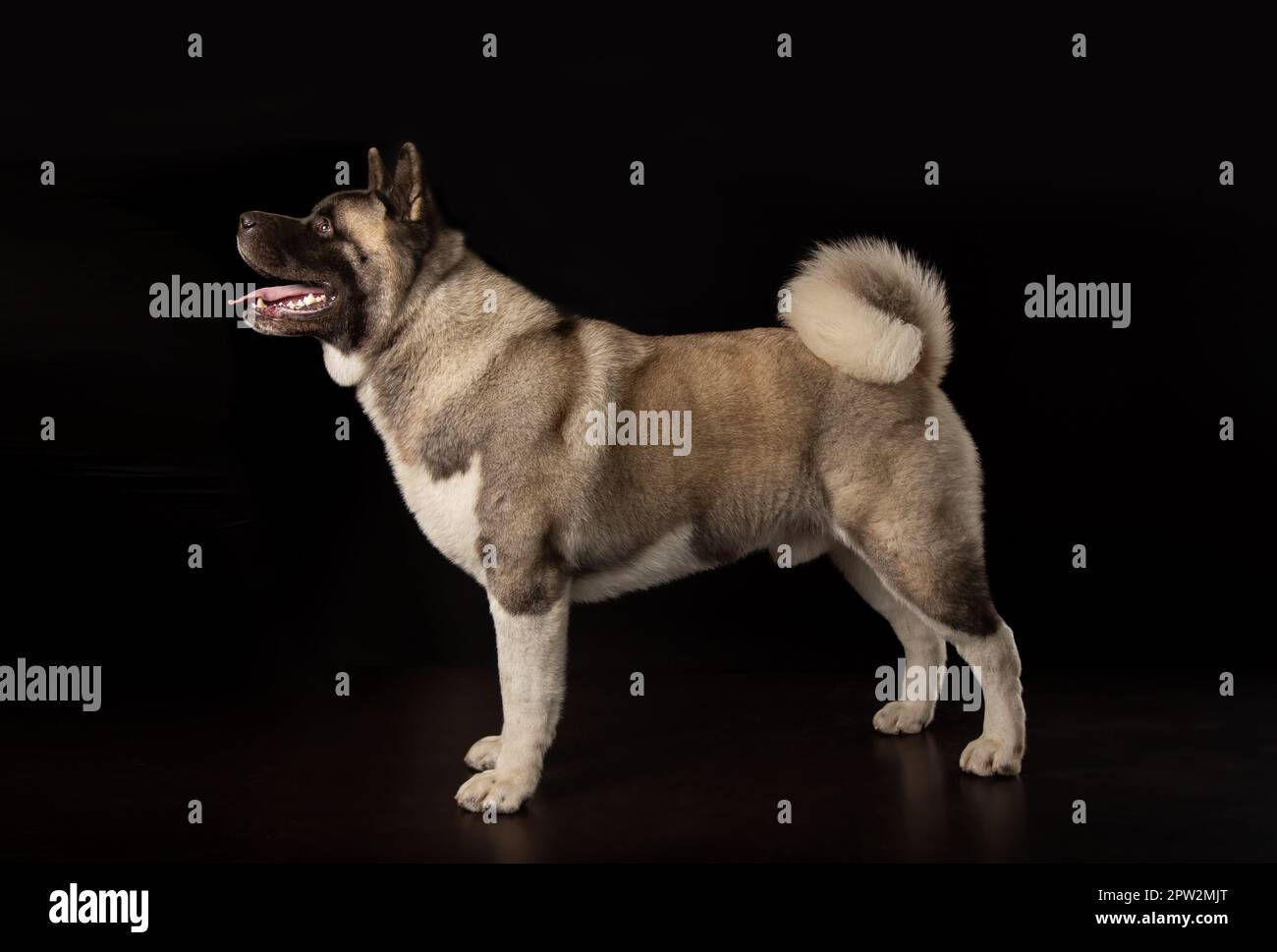 American Akita young dog standing sideways in full growth Stock Photo ...