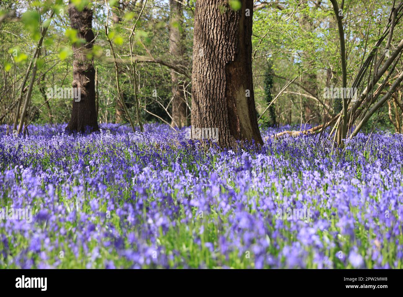 Perivale woods hi-res stock photography and images - Alamy