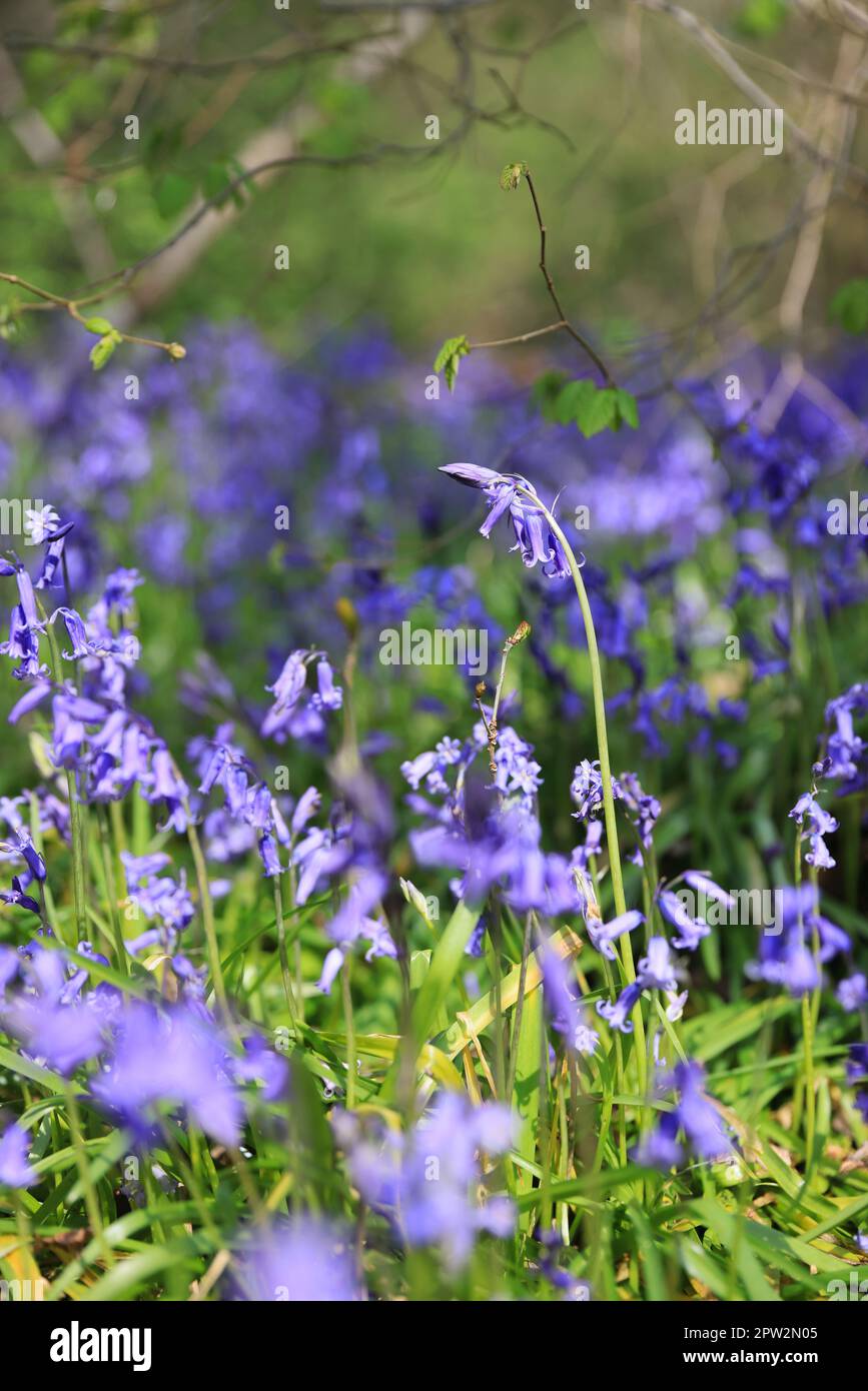 Perivale woods hi-res stock photography and images - Alamy