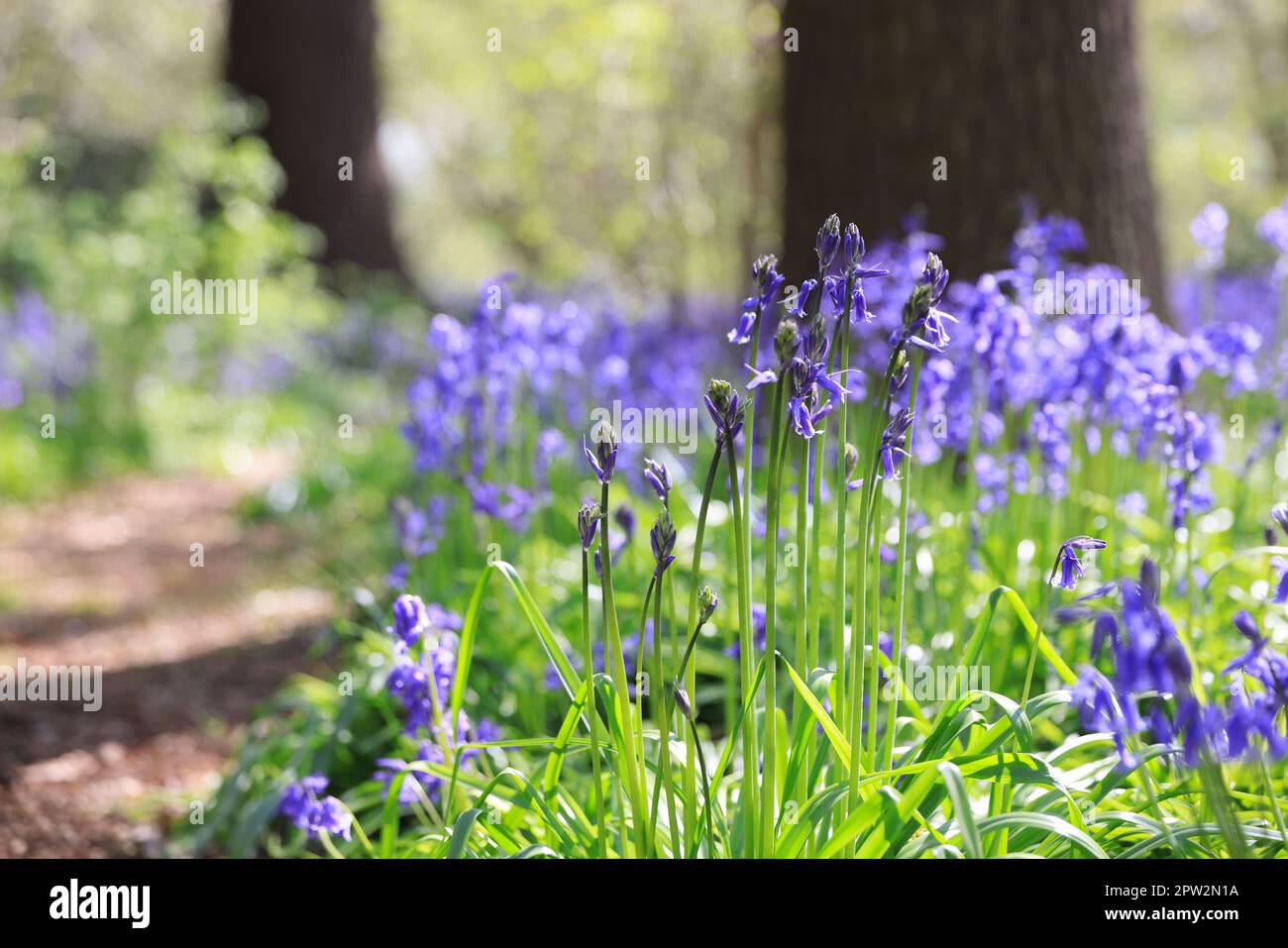 Bluebells in Perivale Wood, a local nature reserve, run by The Selborne ...