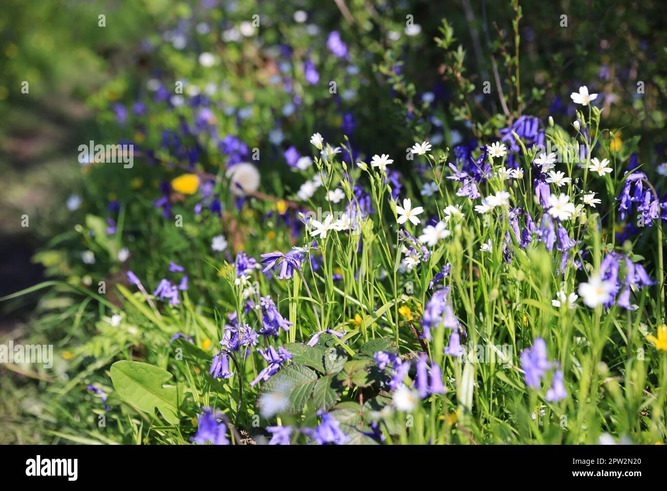 Perivale woods hi-res stock photography and images - Alamy