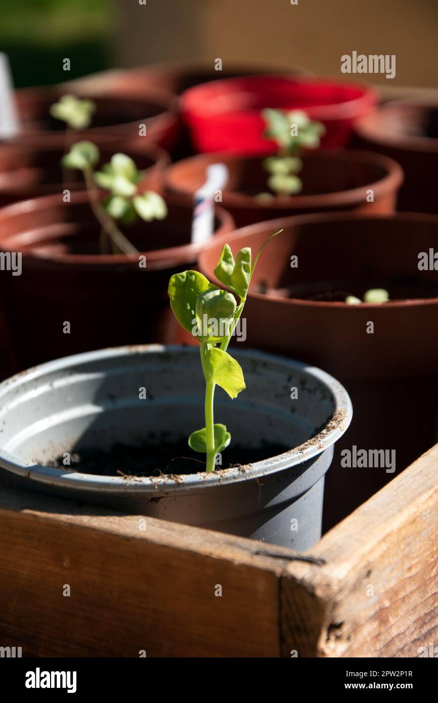 Close-up of pea plant seedling in pot Stock Photo - Alamy