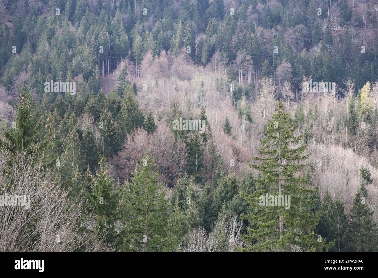 typical mixed Forest with Conifers in Spring Stock Photo - Alamy