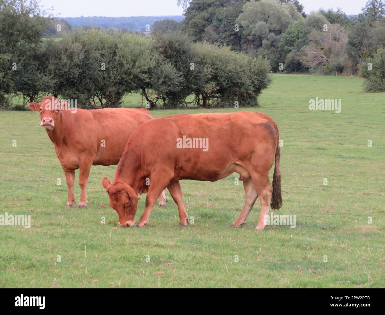 animal cow farm meadows boil milk meat feed production Stock Photo - Alamy