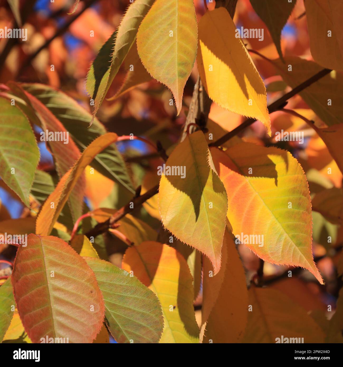 Bright colored leaves hi-res stock photography and images - Alamy