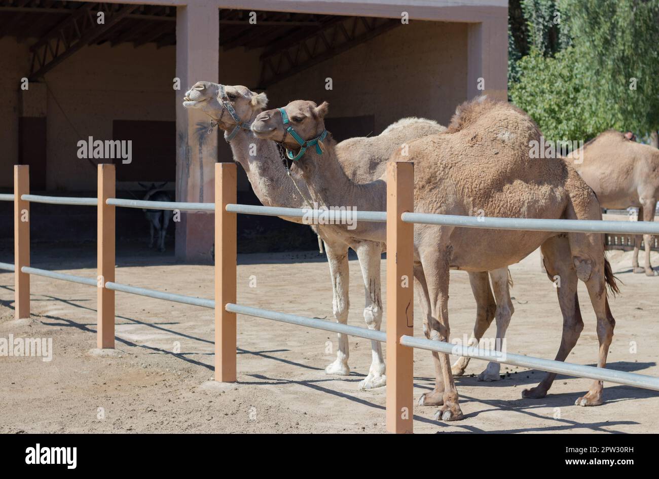 A camel in a pen in clear weather. zoo with wild animals Stock Photo ...