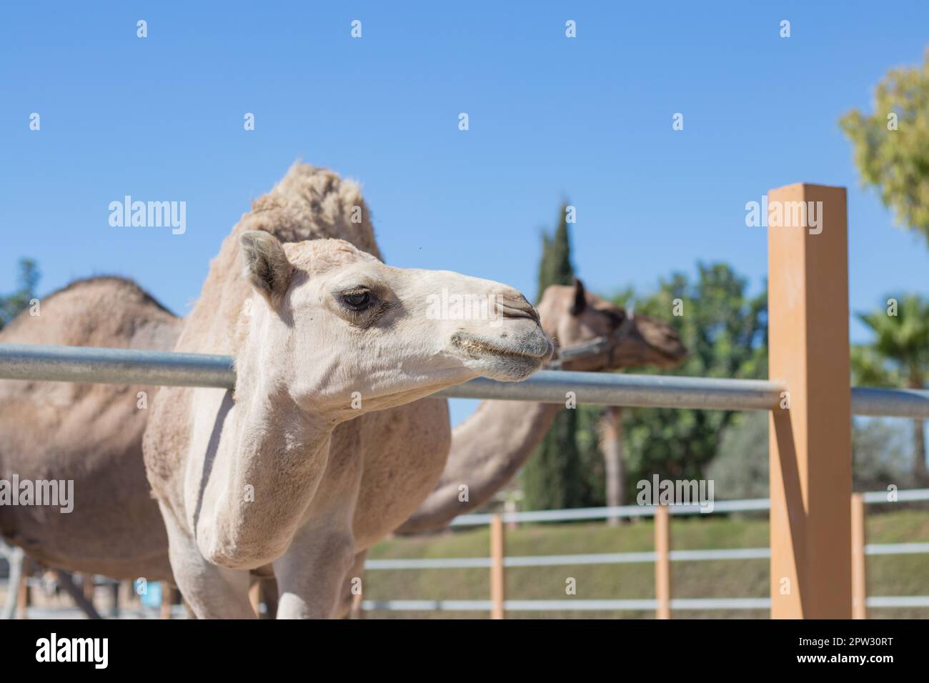 A camel in a pen in clear weather. zoo with wild animals Stock Photo ...