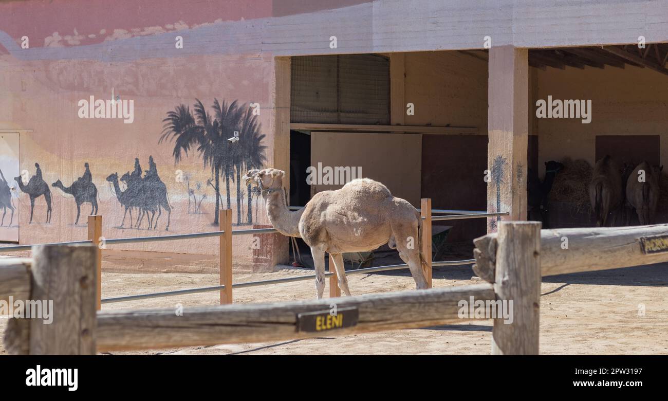 A camel in a pen in clear weather. zoo with wild animals Stock Photo ...