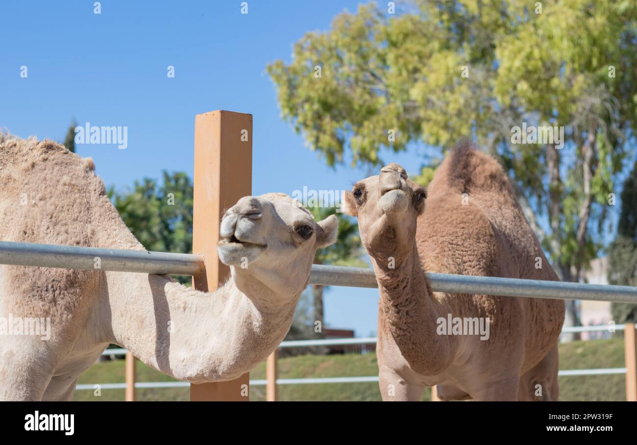 A camel in a pen in clear weather. zoo with wild animals Stock Photo ...