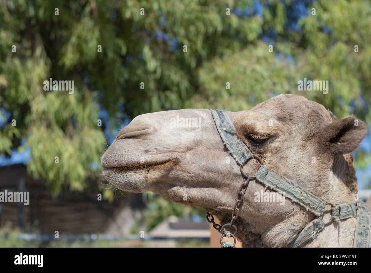A camel in a pen in clear weather. zoo with wild animals Stock Photo ...