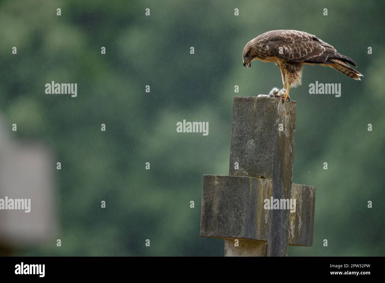Common buzzard feeding on small mammal Stock Photo - Alamy