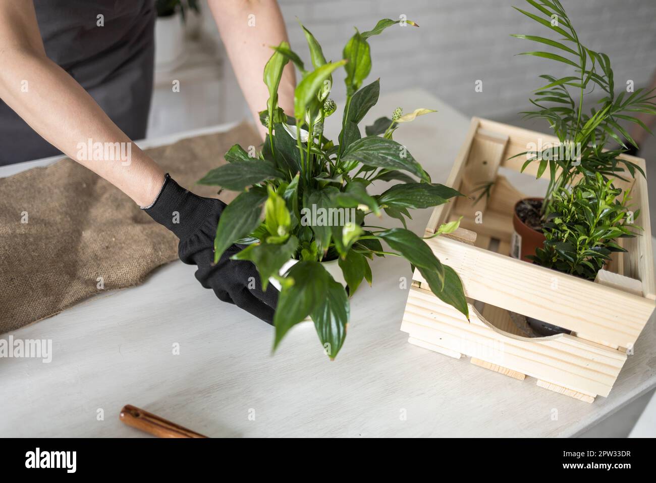 Spring Houseplant Care, repotting houseplants. Waking Up Indoor Plants ...