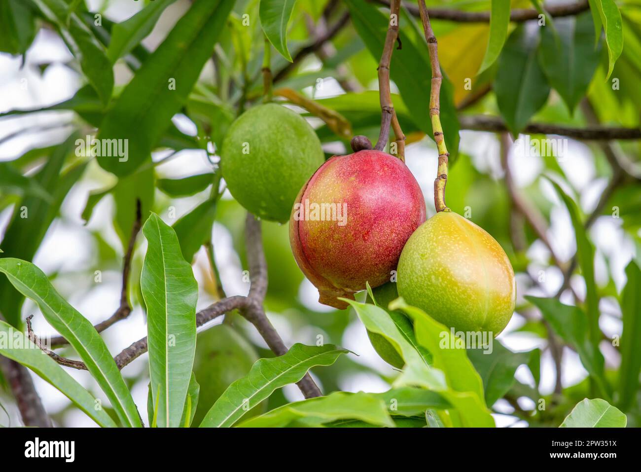 Cerbera odollam gaertn or pong pong of red and green Stock Photo - Alamy