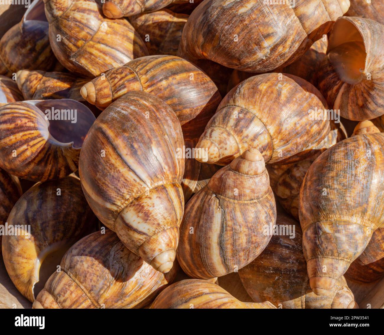 Full frame shot showing lots of sunny illuminated Giant African land ...