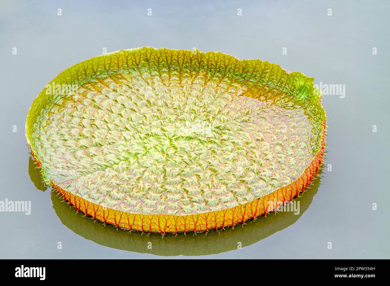 Victoria lotus leaf hi-res stock photography and images - Alamy