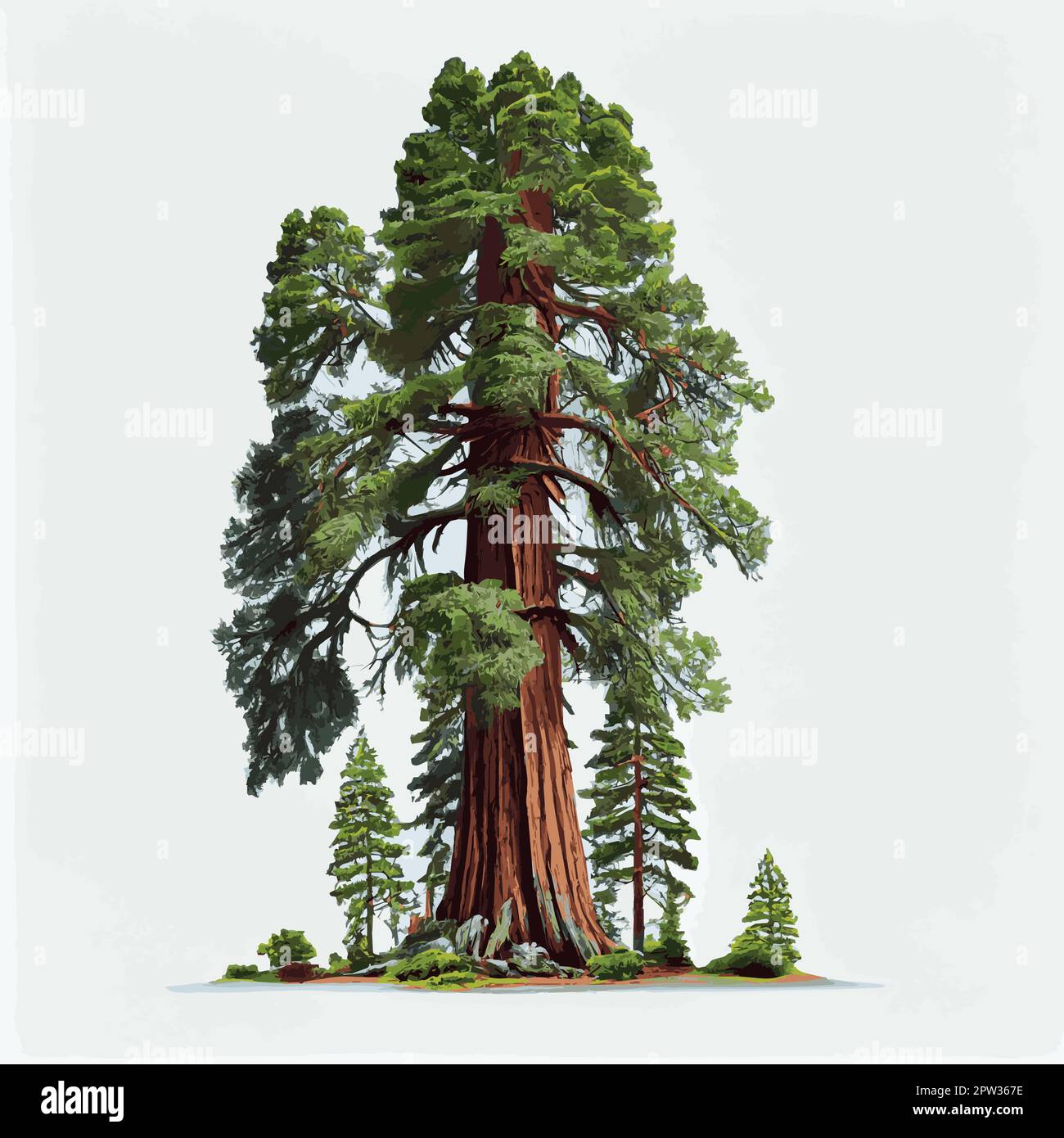 Big redwood tree sequoia Stock Vector Images - Alamy