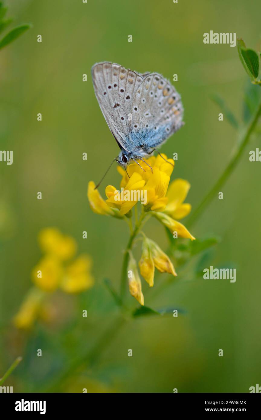 Polyommatus butterfly, tiny grey blue and orange butterfly in the wild ...